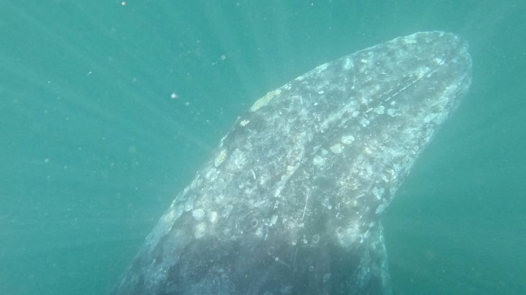 Avistamiento de Ballenas grises en Laguna Ojo de Liebre (Guerrero Negro ...