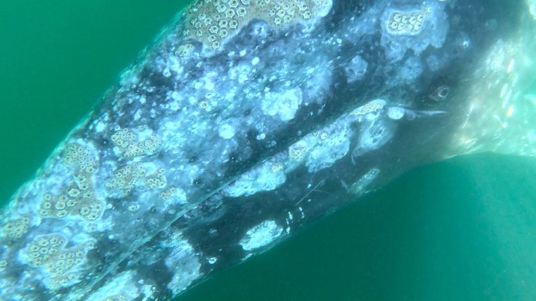 Avistamiento de Ballenas grises en Bahía Magdalena (Baja California Sur ...
