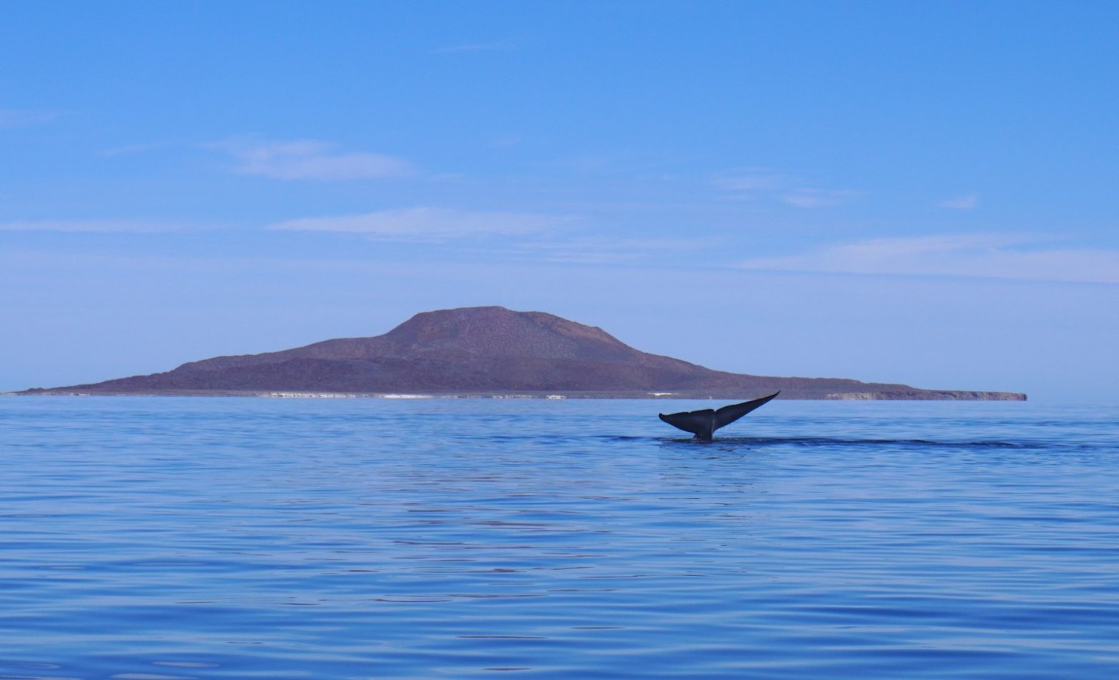 Avistamiento de ballenas en Baja California Sur (México) de forma ...
