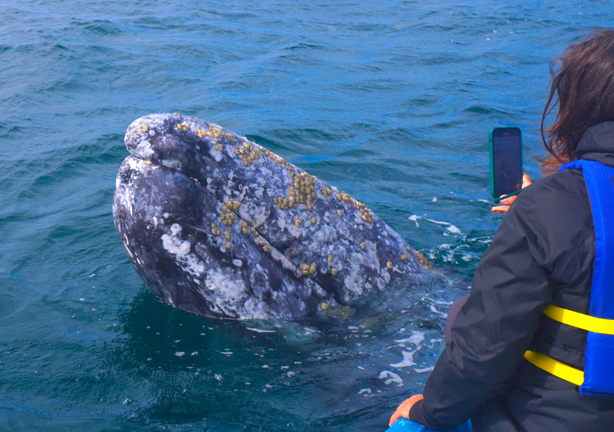Avistamiento de Ballenas Grises en Baja California Sur (México) de ...
