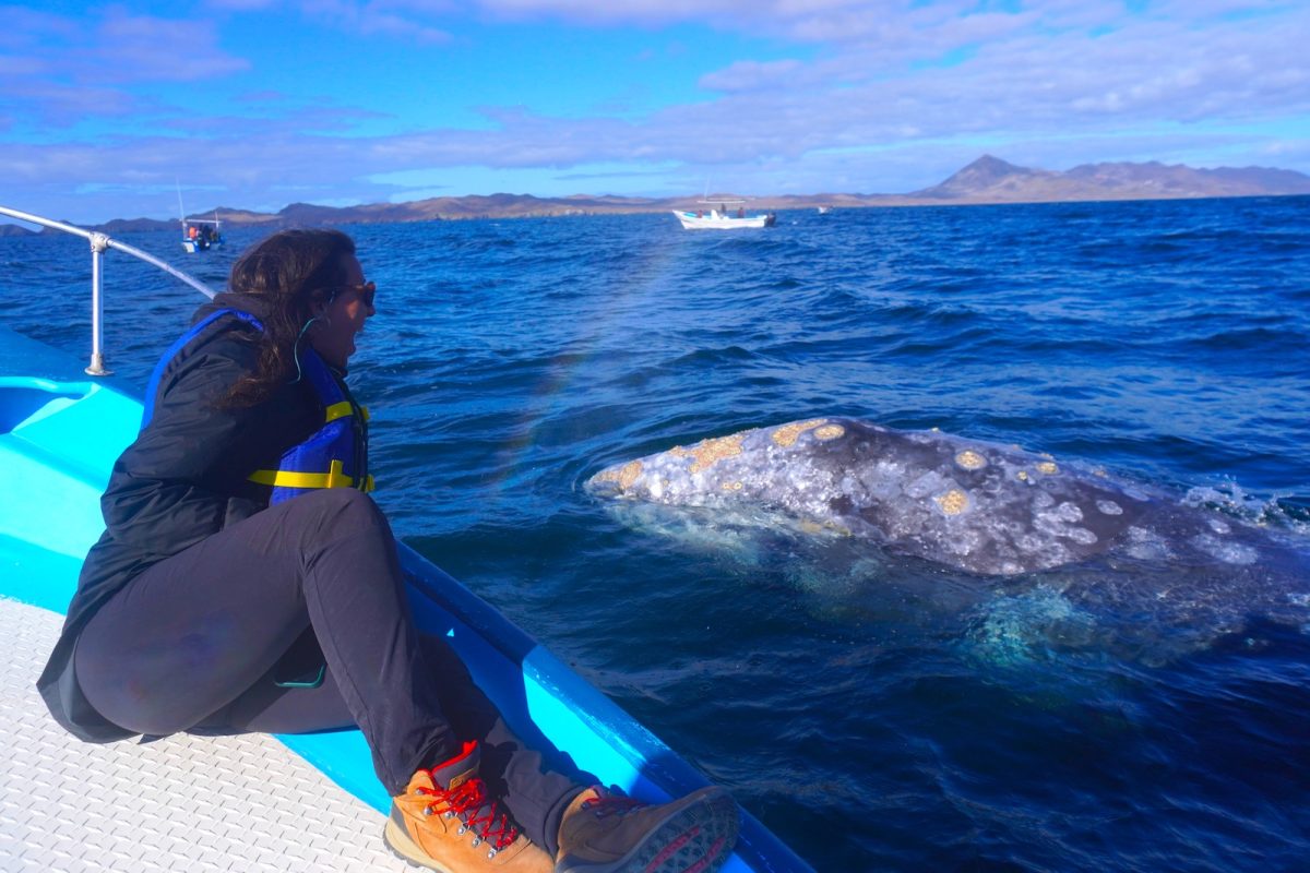 Avistamiento de ballenas en Baja California Sur (México) de forma ...